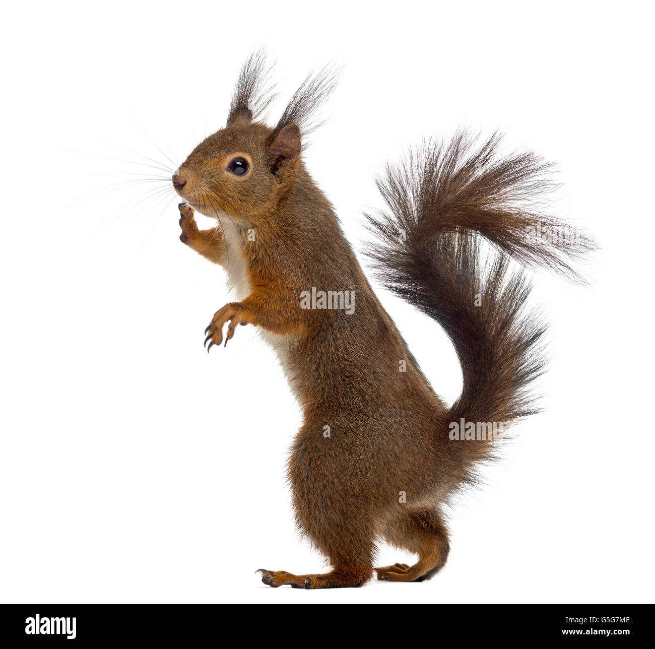 Red Squirrel In Front Of A White Background Stock Photo Alamy
