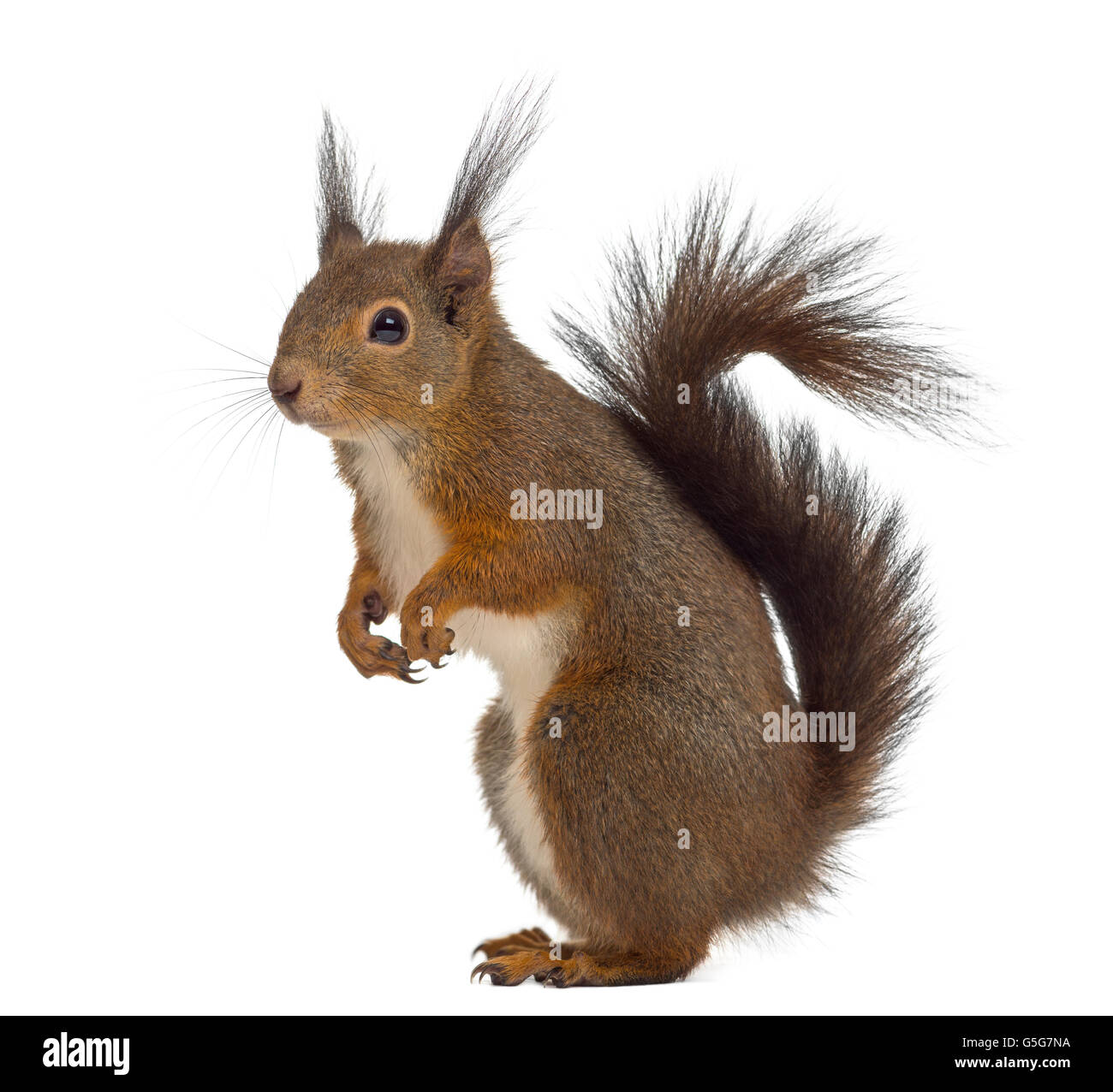 Red squirrel in front of a white background Stock Photo - Alamy