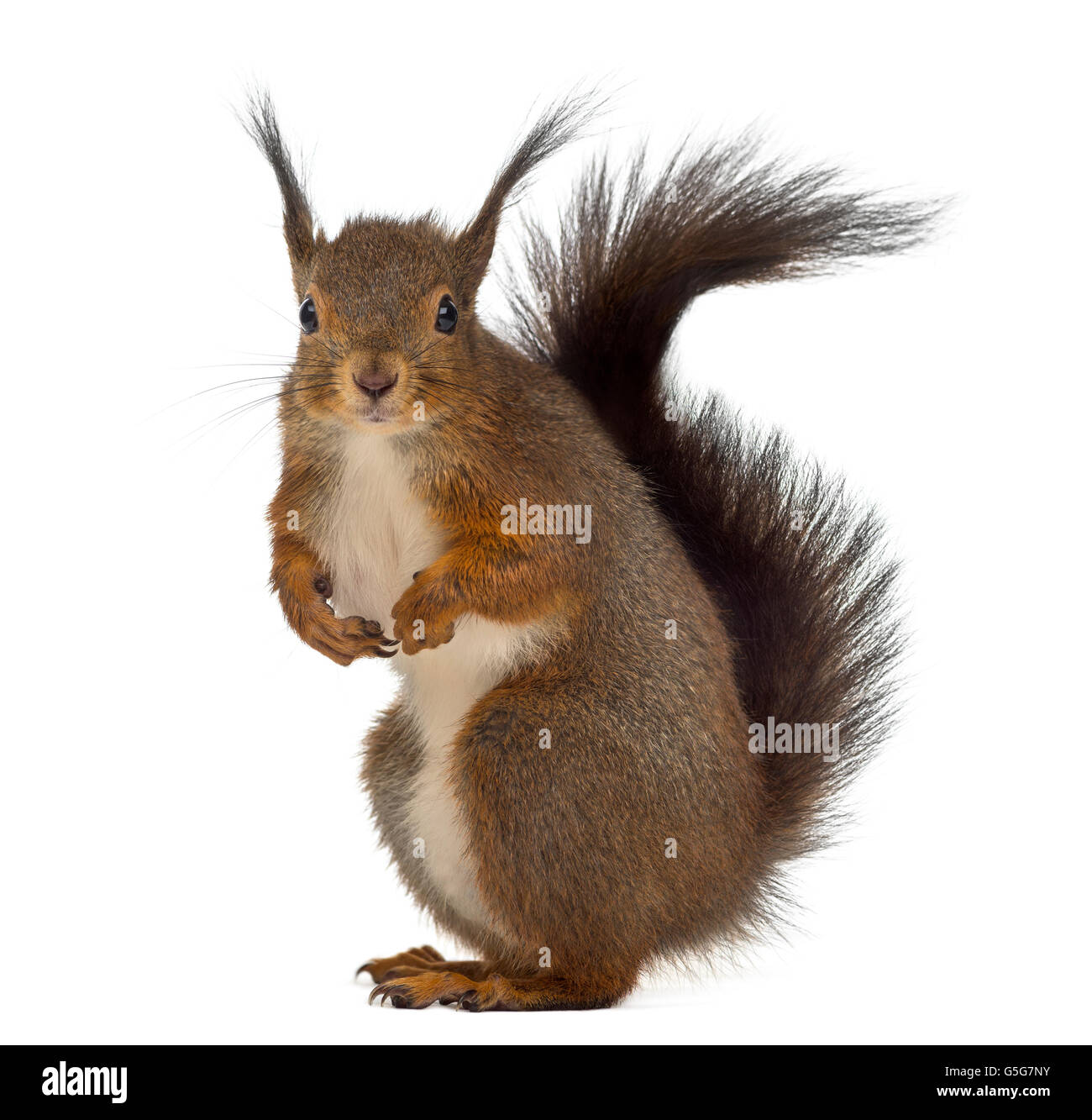 Red squirrel in front of a white background Stock Photo - Alamy