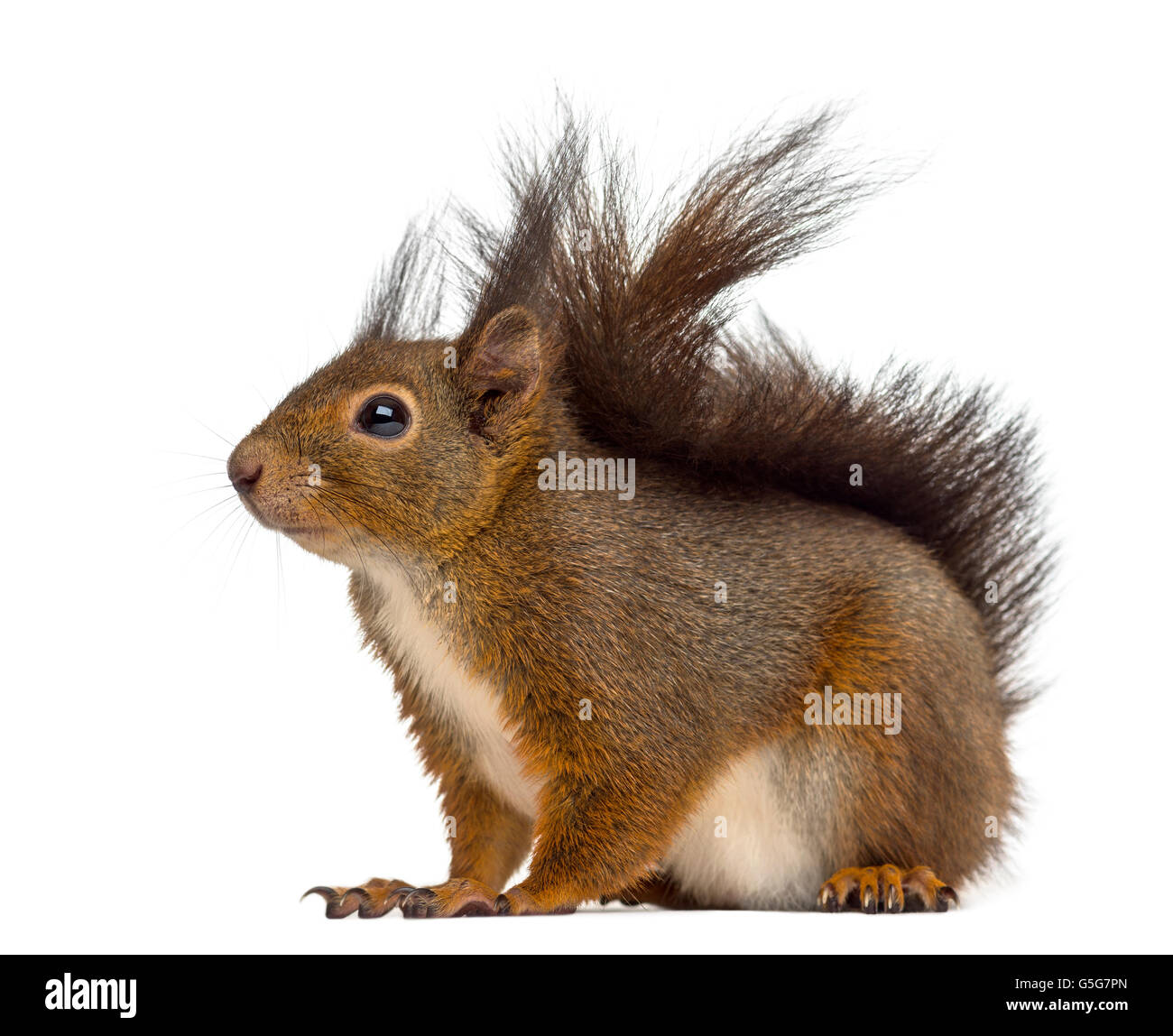 Red squirrel in front of a white background Stock Photo - Alamy