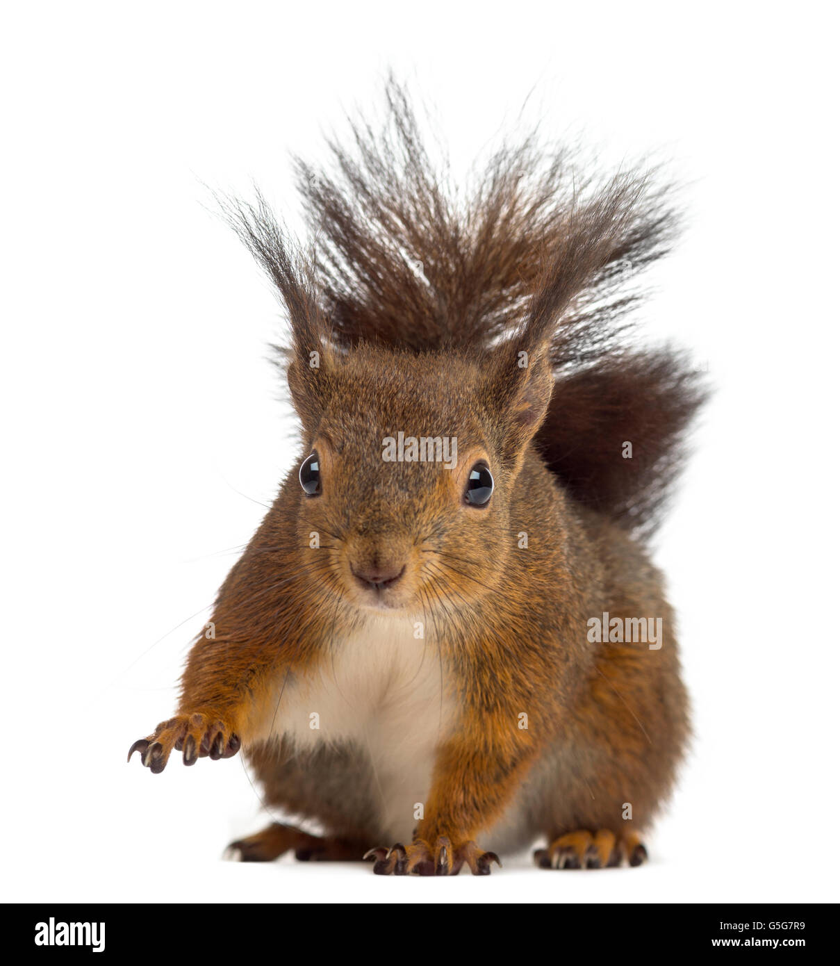 Red squirrel in front Cut Out Stock Images & Pictures - Alamy