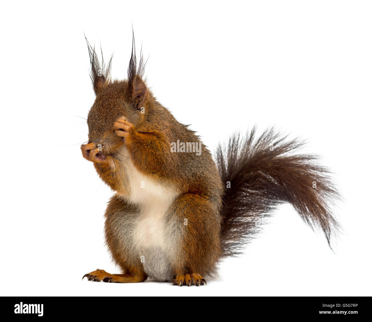 Scared squirrel hi-res stock photography and images - Alamy