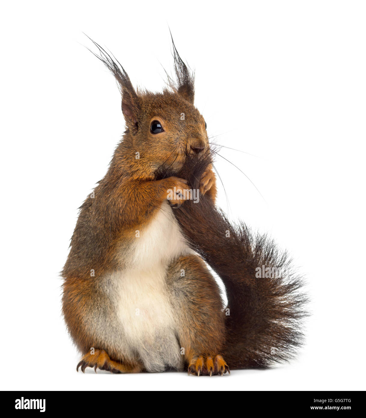 Red squirrel in front of a white background Stock Photo - Alamy