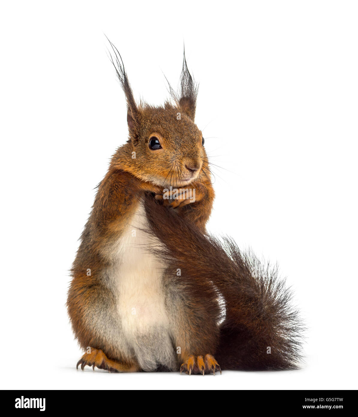 Red squirrel in front of a white background Stock Photo - Alamy