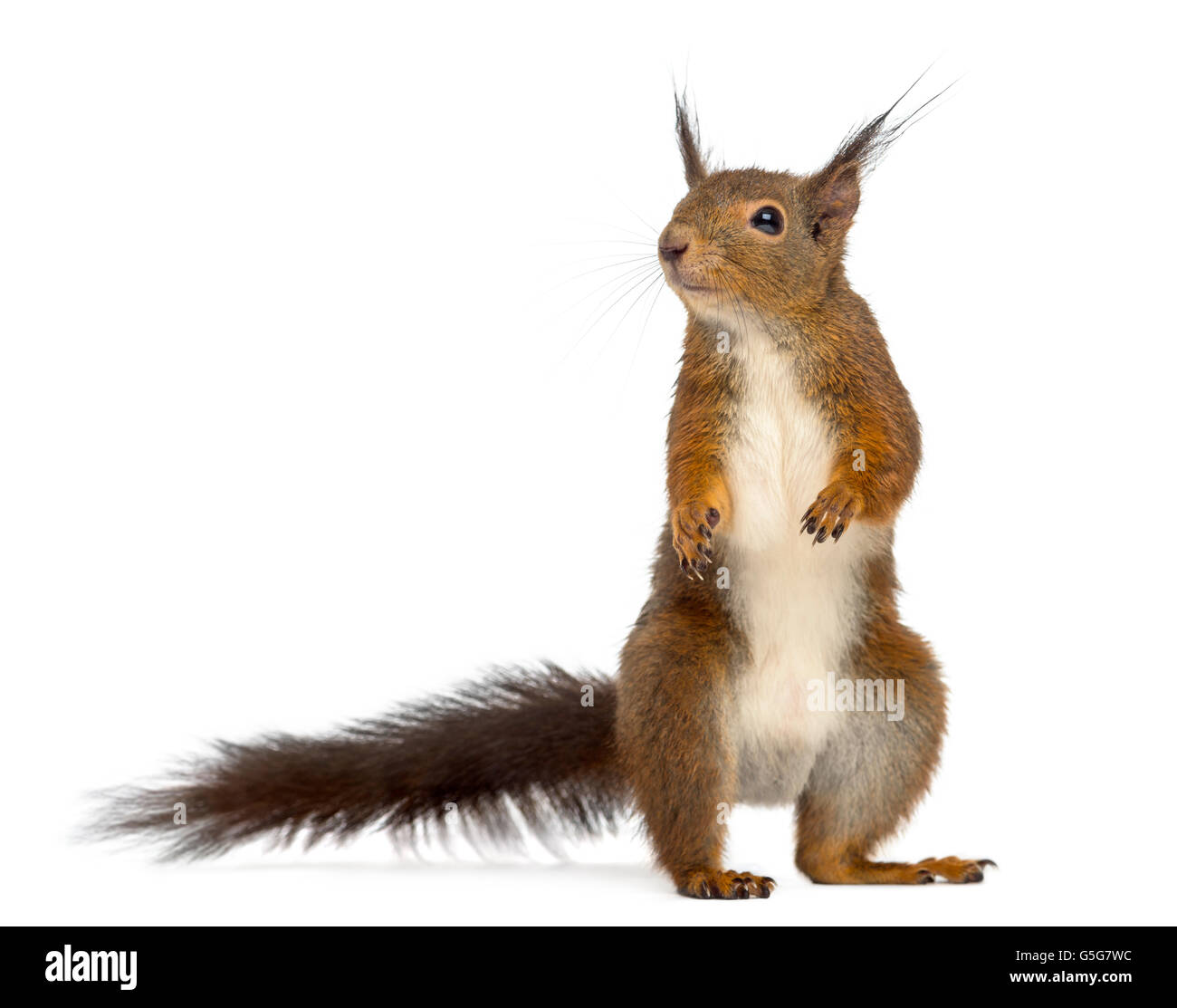 Red squirrel in front of a white background Stock Photo - Alamy