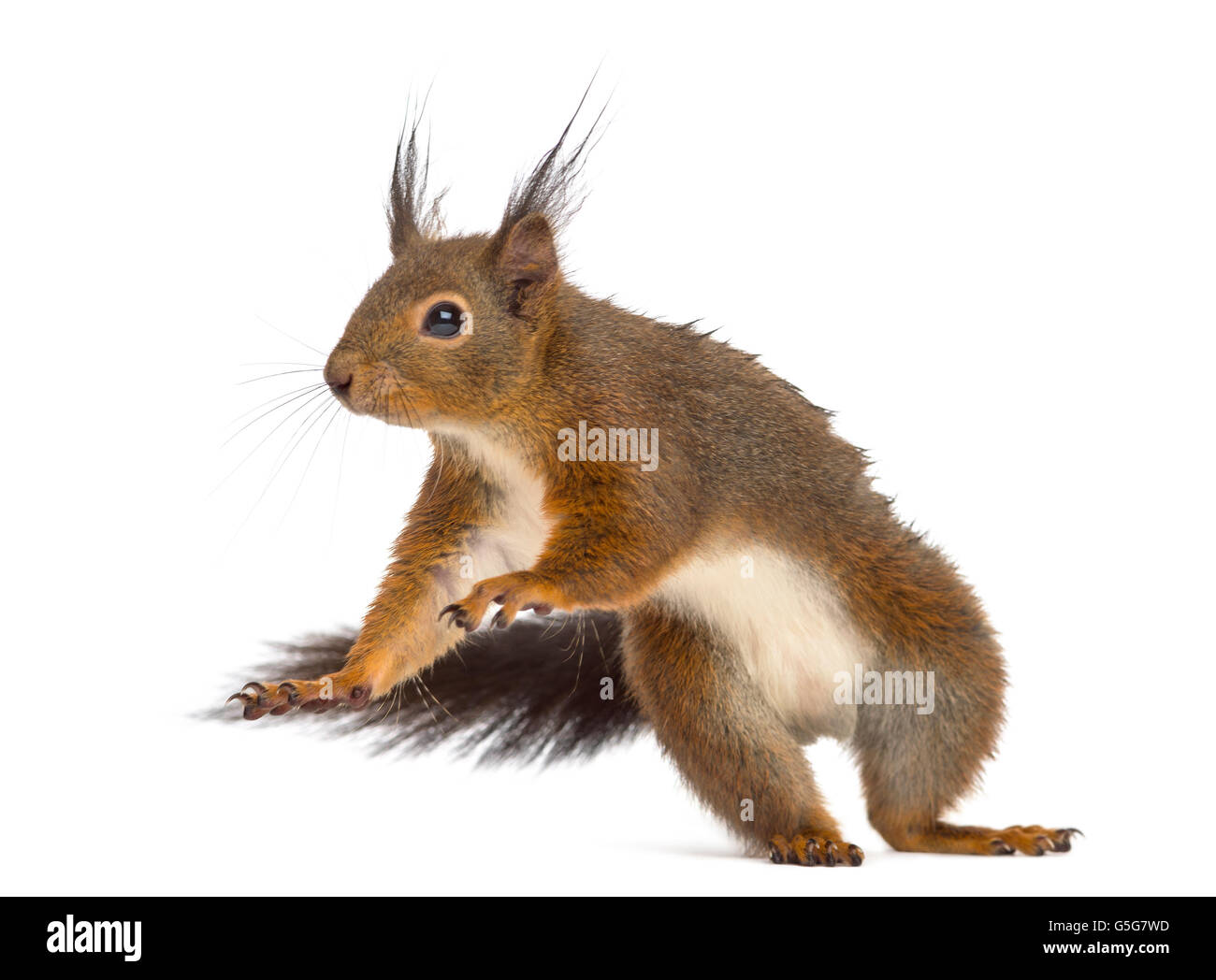 Red squirrel in front of a white background Stock Photo - Alamy