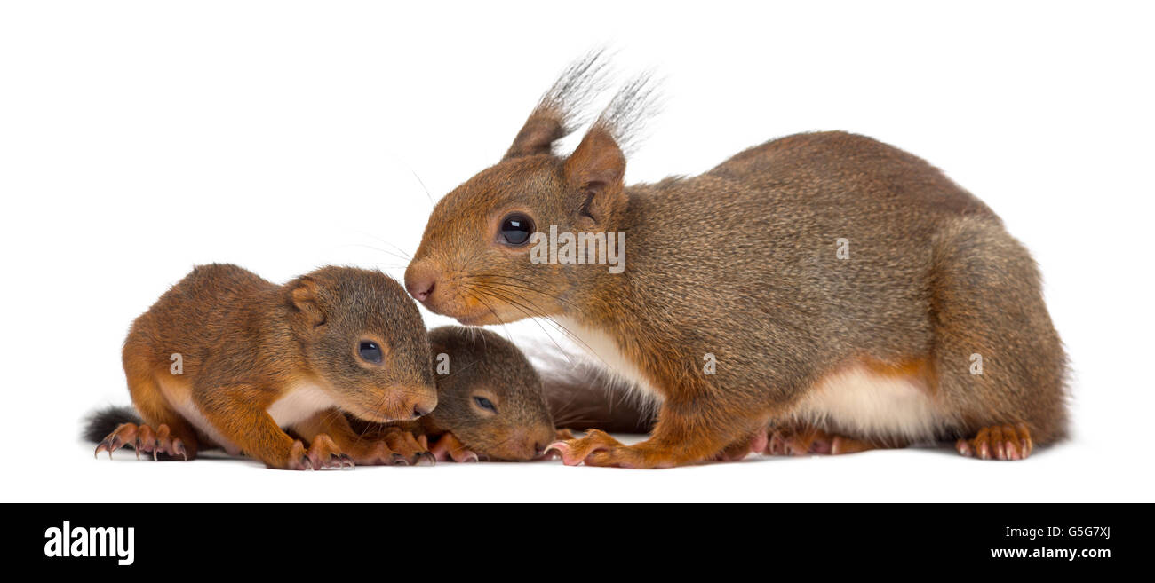 Mother Red squirrel and babies in front of a white background Stock ...