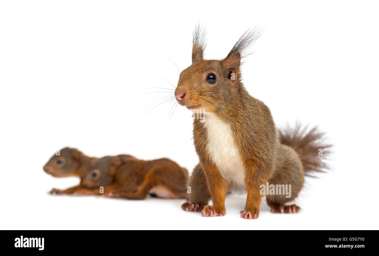 Mother Red squirrel and babies in front of a white background Stock ...