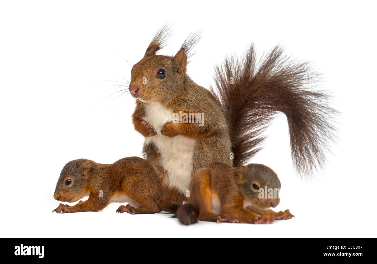 Mother Red squirrel and babies in front of a white background Stock ...