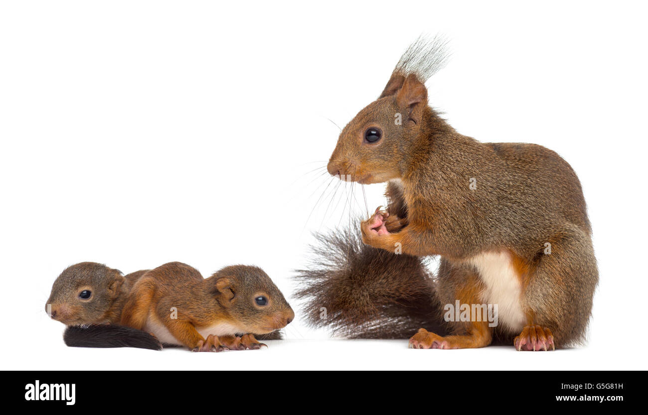 Mother Red squirrel and babies in front of a white background Stock ...