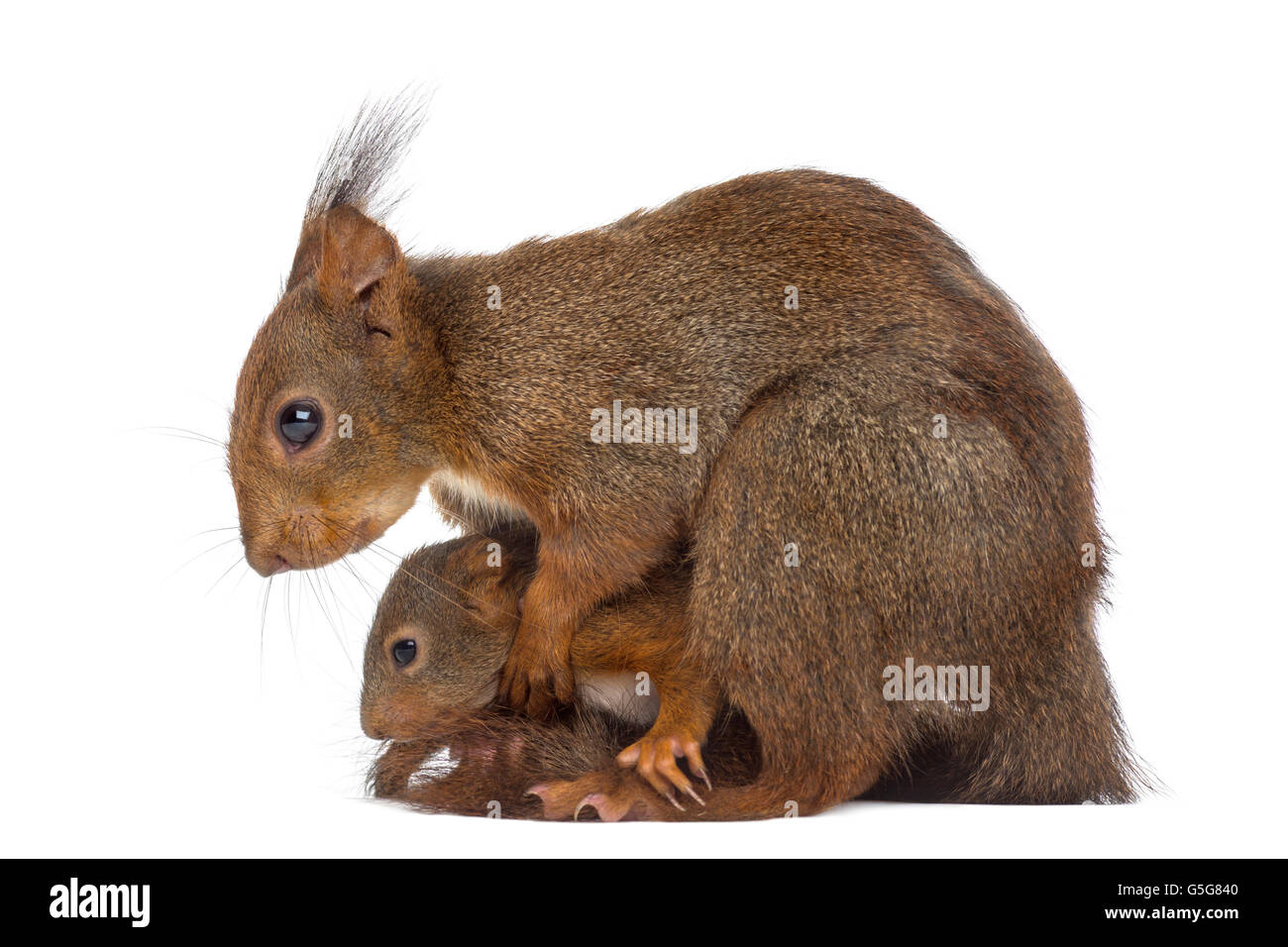 Mother Red squirrel and babies in front of a white background Stock ...
