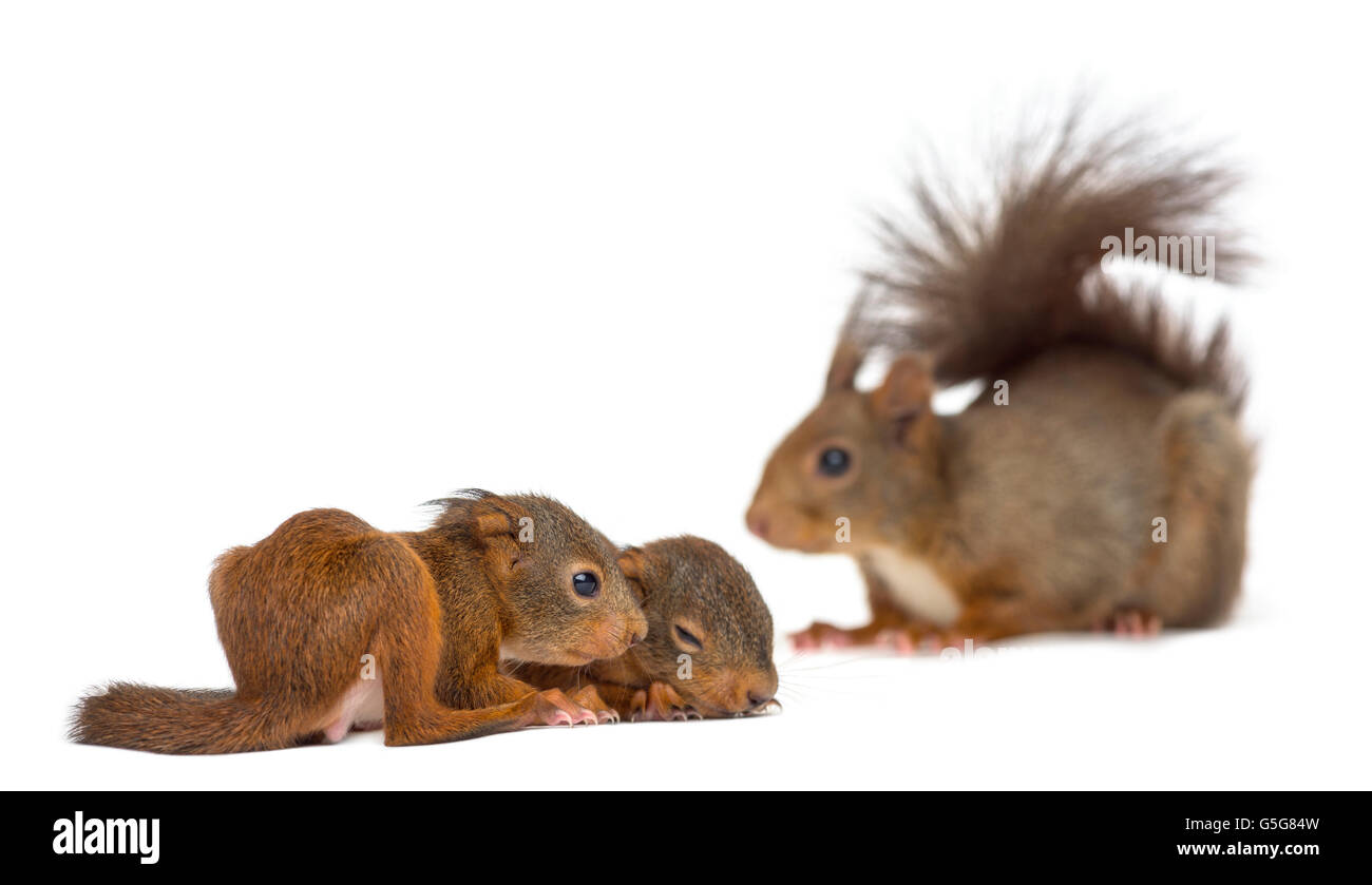 Mother Red squirrel and babies in front of a white background Stock ...