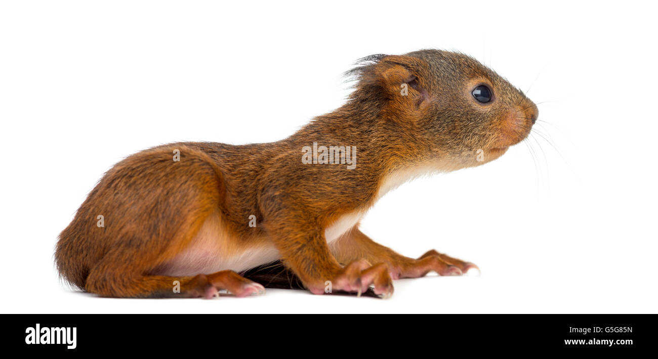 Baby Red squirrel in front of a white background Stock Photo - Alamy