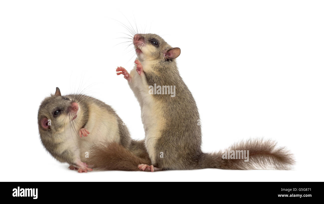 Edible dormouse in front of a white background Stock Photo - Alamy
