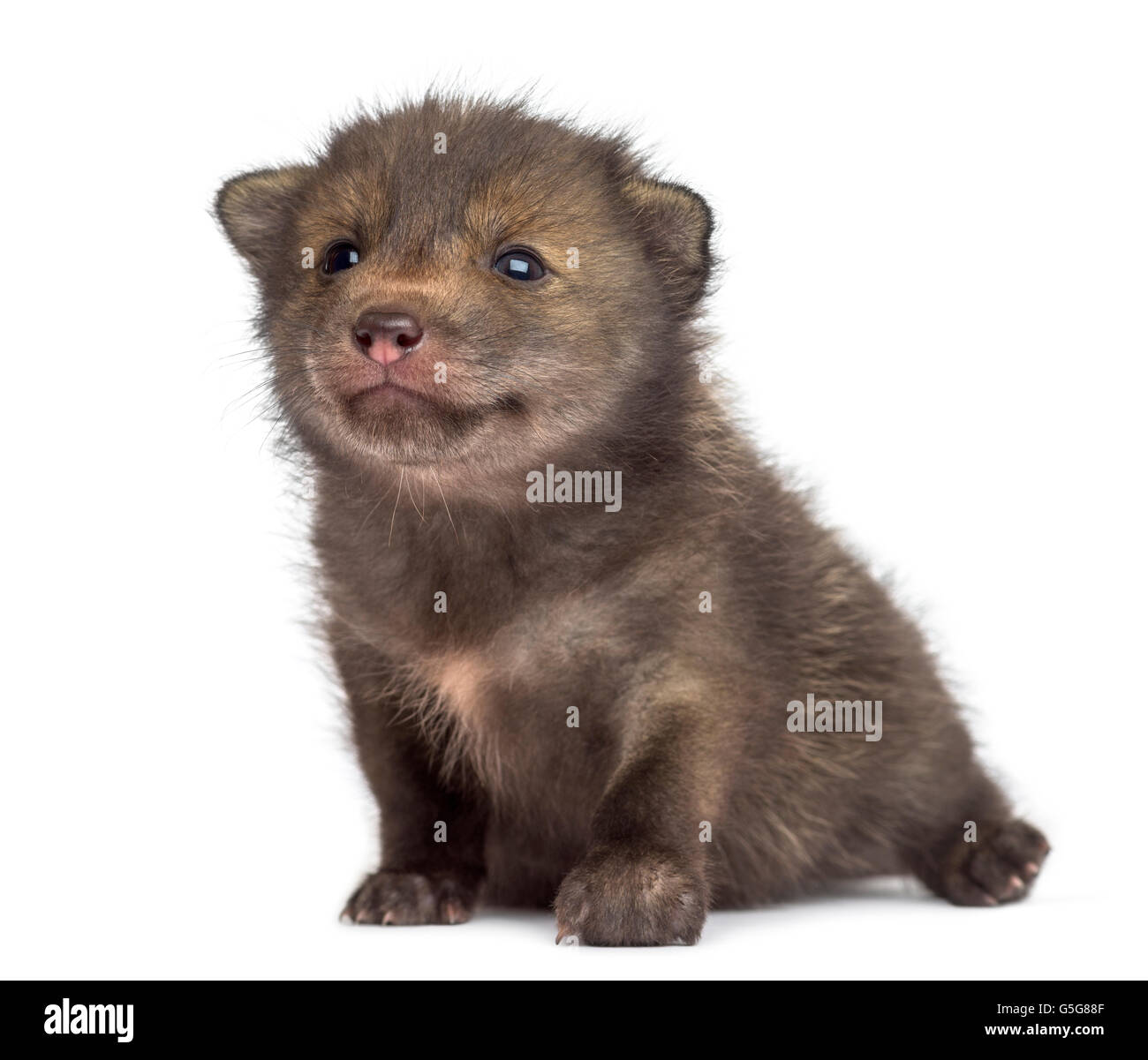 Fox cub (4 weeks old) sitting in front of a white background Stock ...