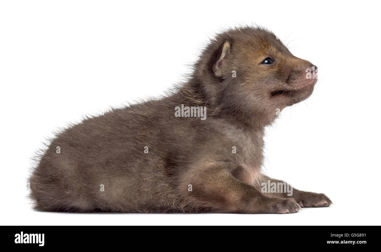 Fox cub (4 weeks old) lying in front of a white background Stock Photo ...