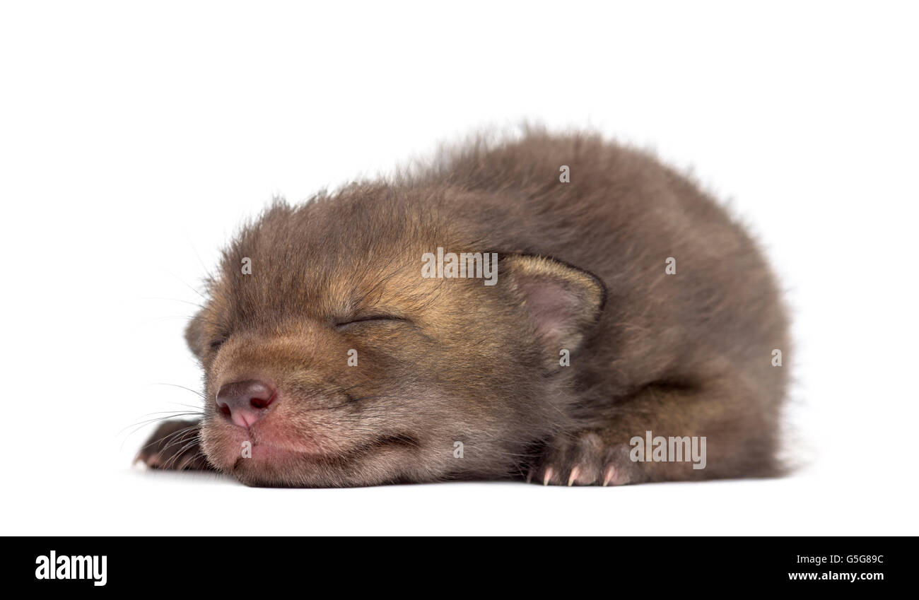 Fox cub (4 weeks old) lying in front of a white background Stock Photo ...