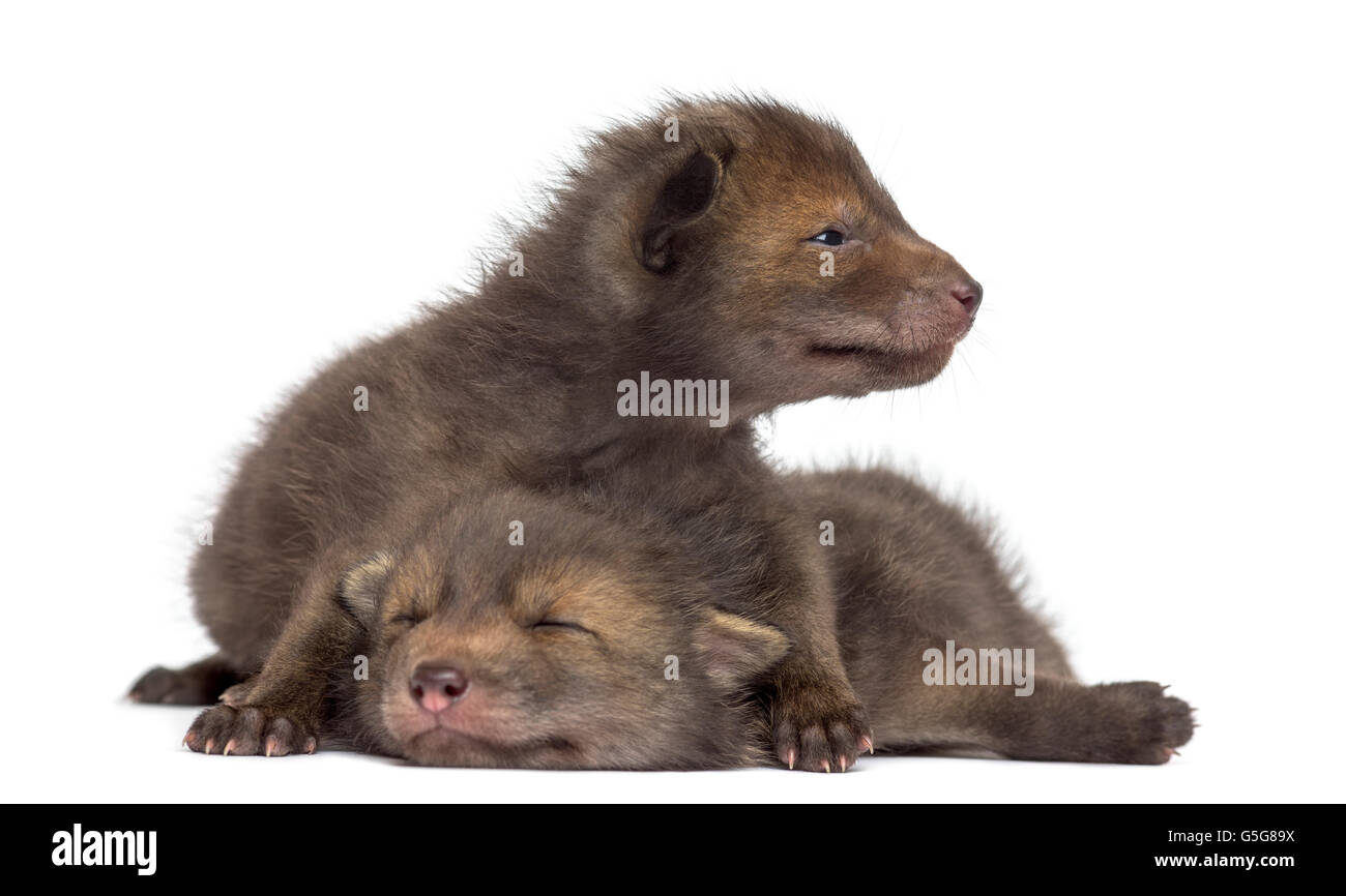 Weeks old cubs hi-res stock photography and images - Alamy