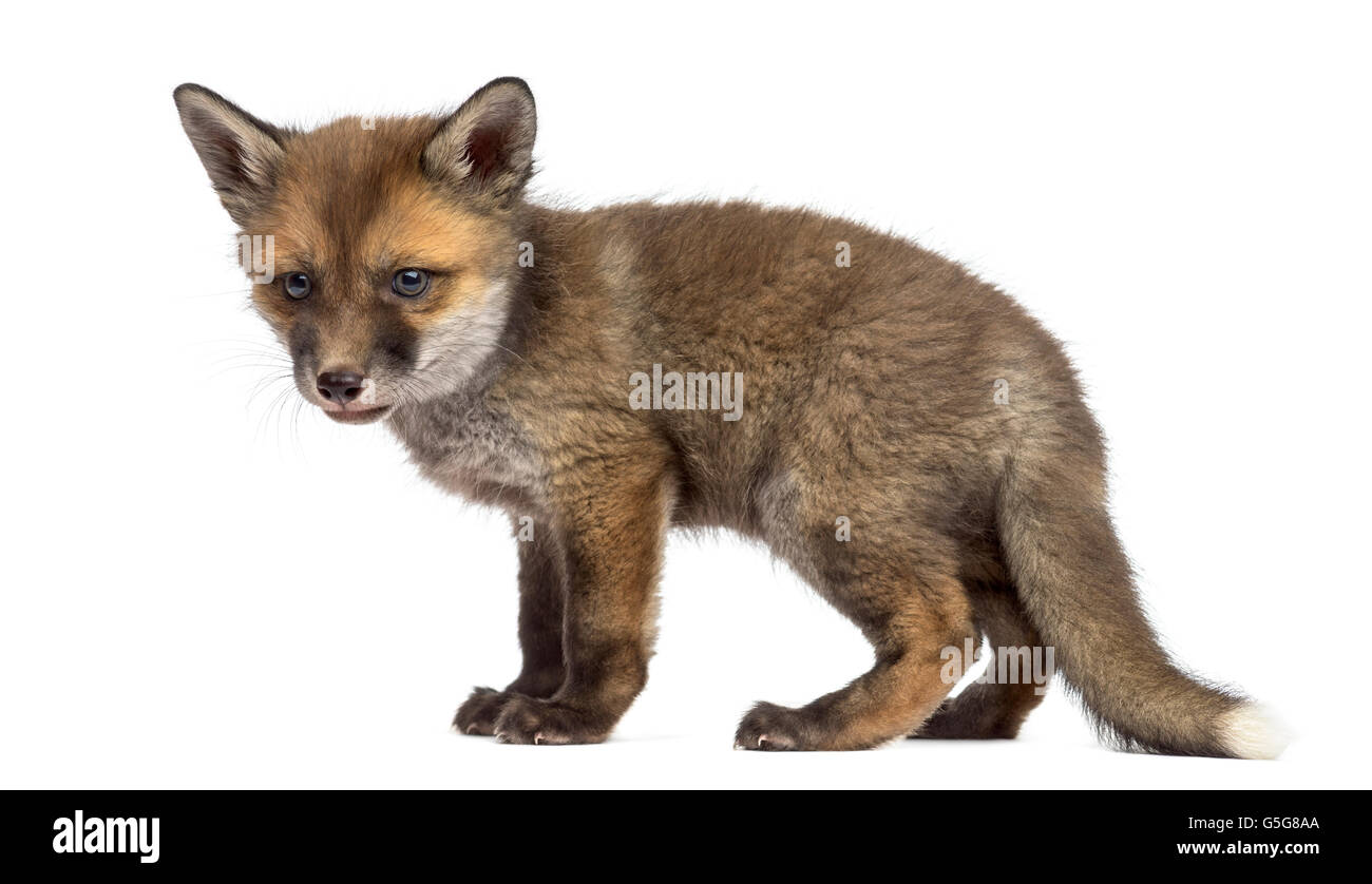 Red fox vulpes vulpes in profile Cut Out Stock Images & Pictures - Alamy