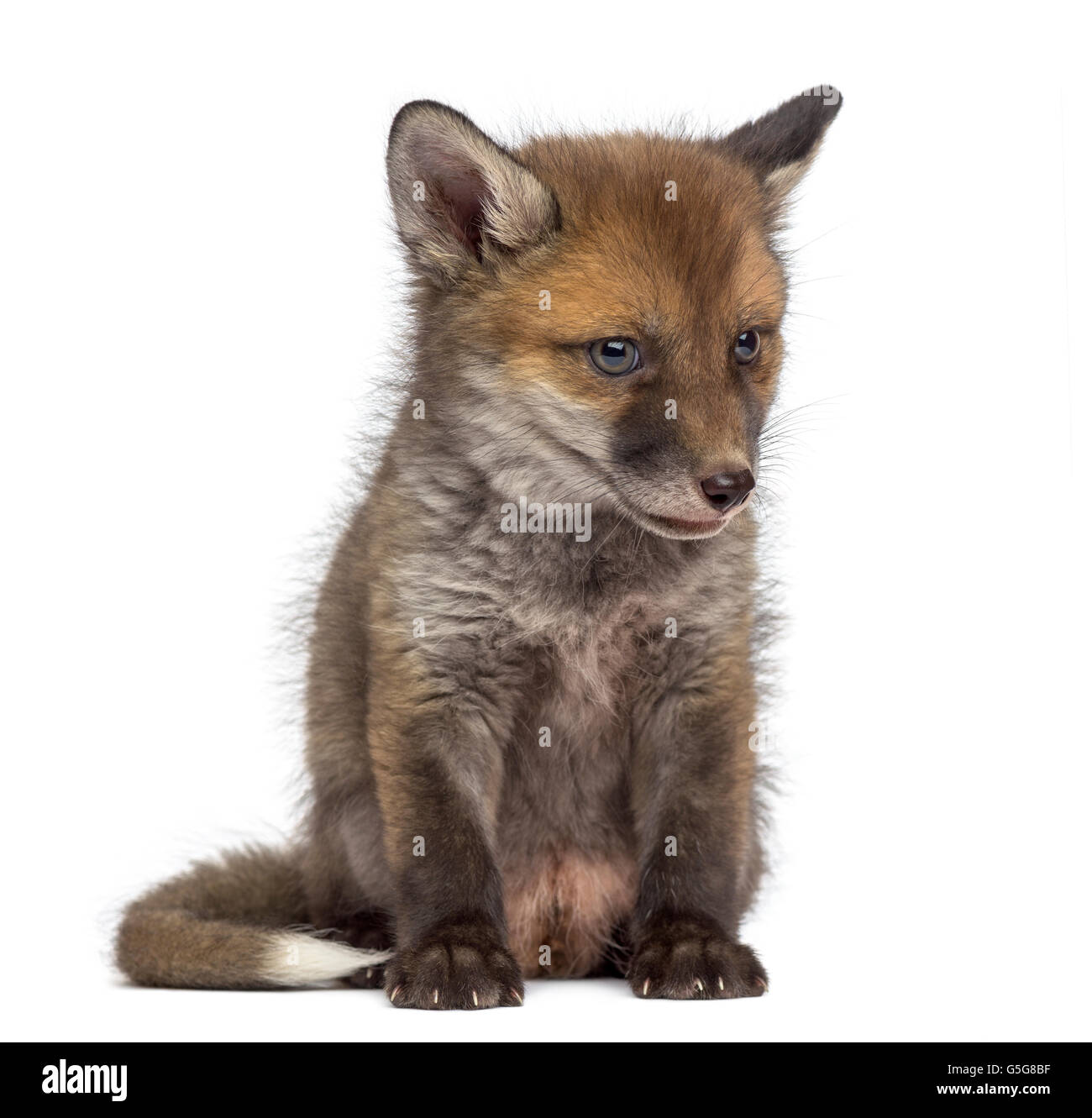 Fox cub (7 weeks old) sitting in front of a white background Stock ...