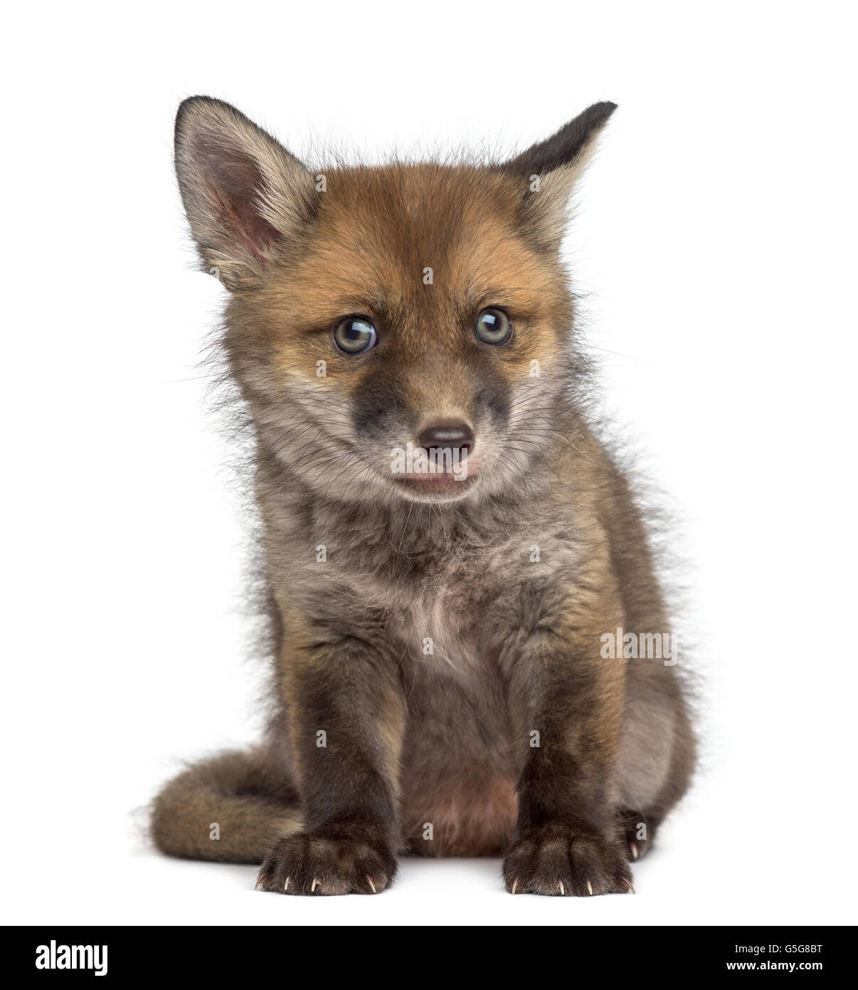 Fox cub (7 weeks old) sitting in front of a white background Stock ...