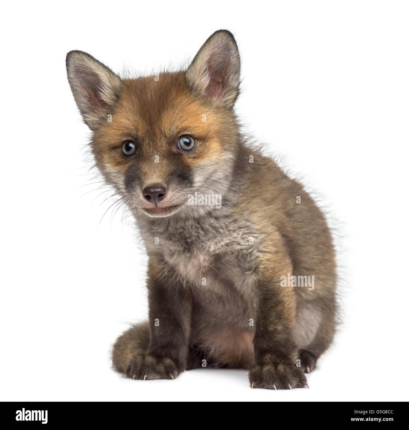 Fox cub (7 weeks old) sitting in front of a white background Stock ...