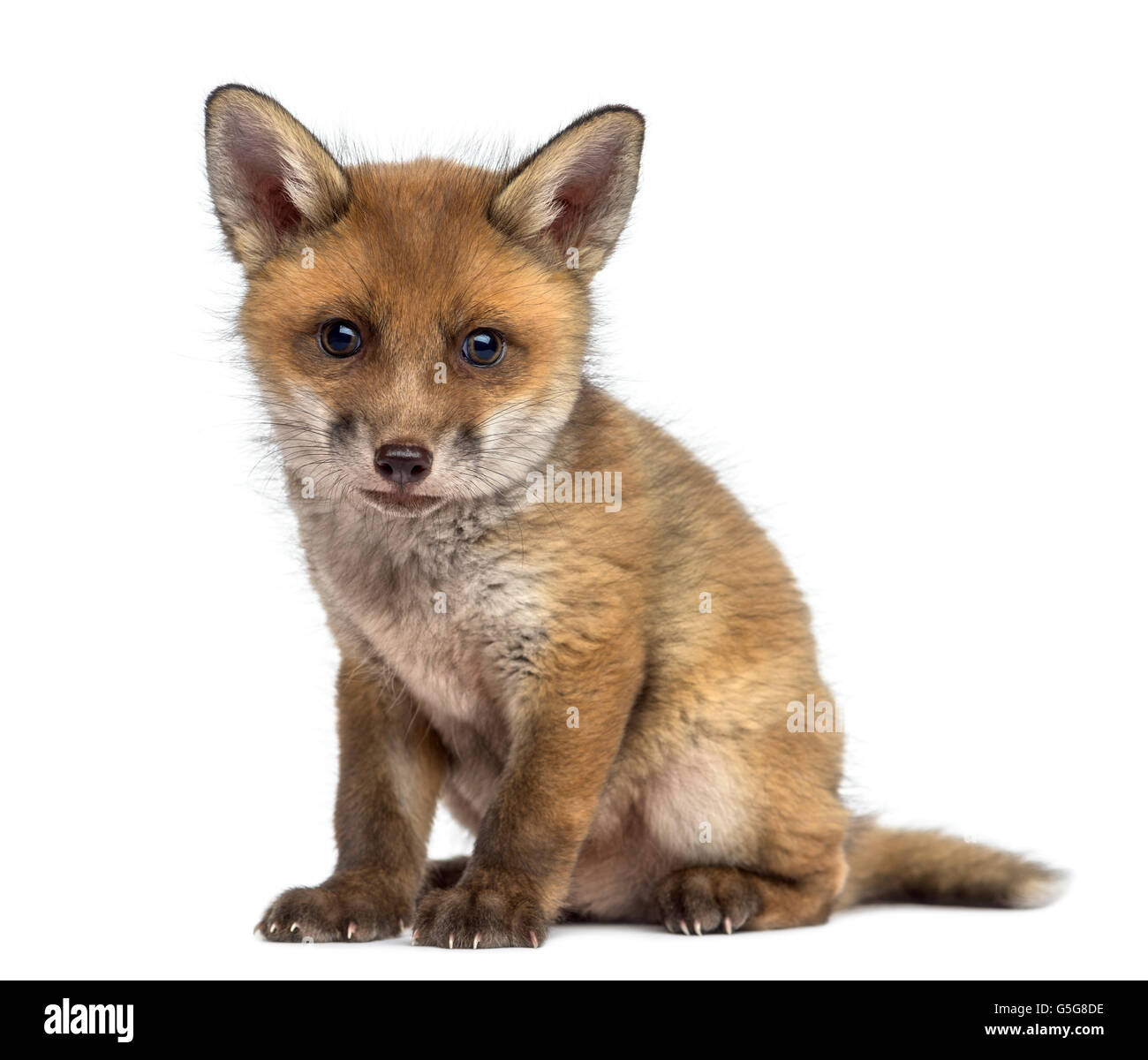 Fox cub (7 weeks old) sitting in front of a white background Stock ...