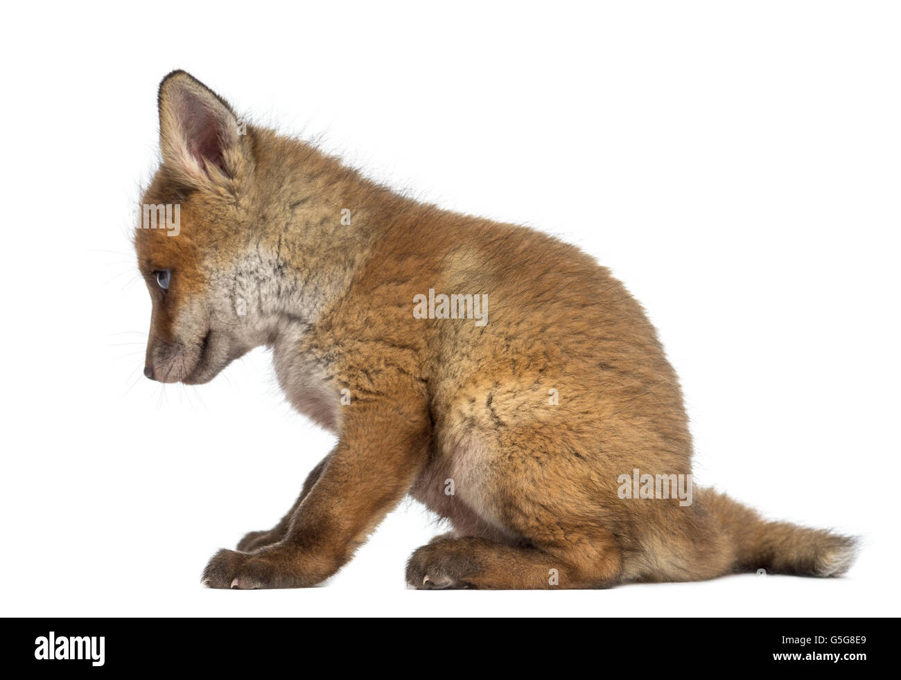 Fox cub (7 weeks old) sitting in front of a white background Stock ...