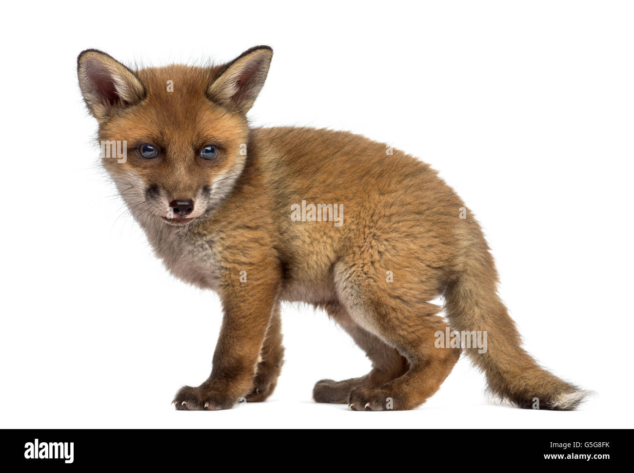Fox cub (7 weeks old) in front of a white background Stock Photo - Alamy