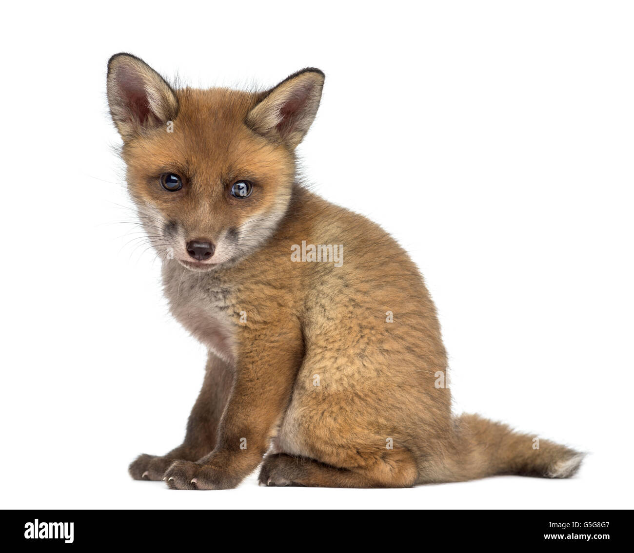 Fox cub (7 weeks old) sitting in front of a white background Stock ...