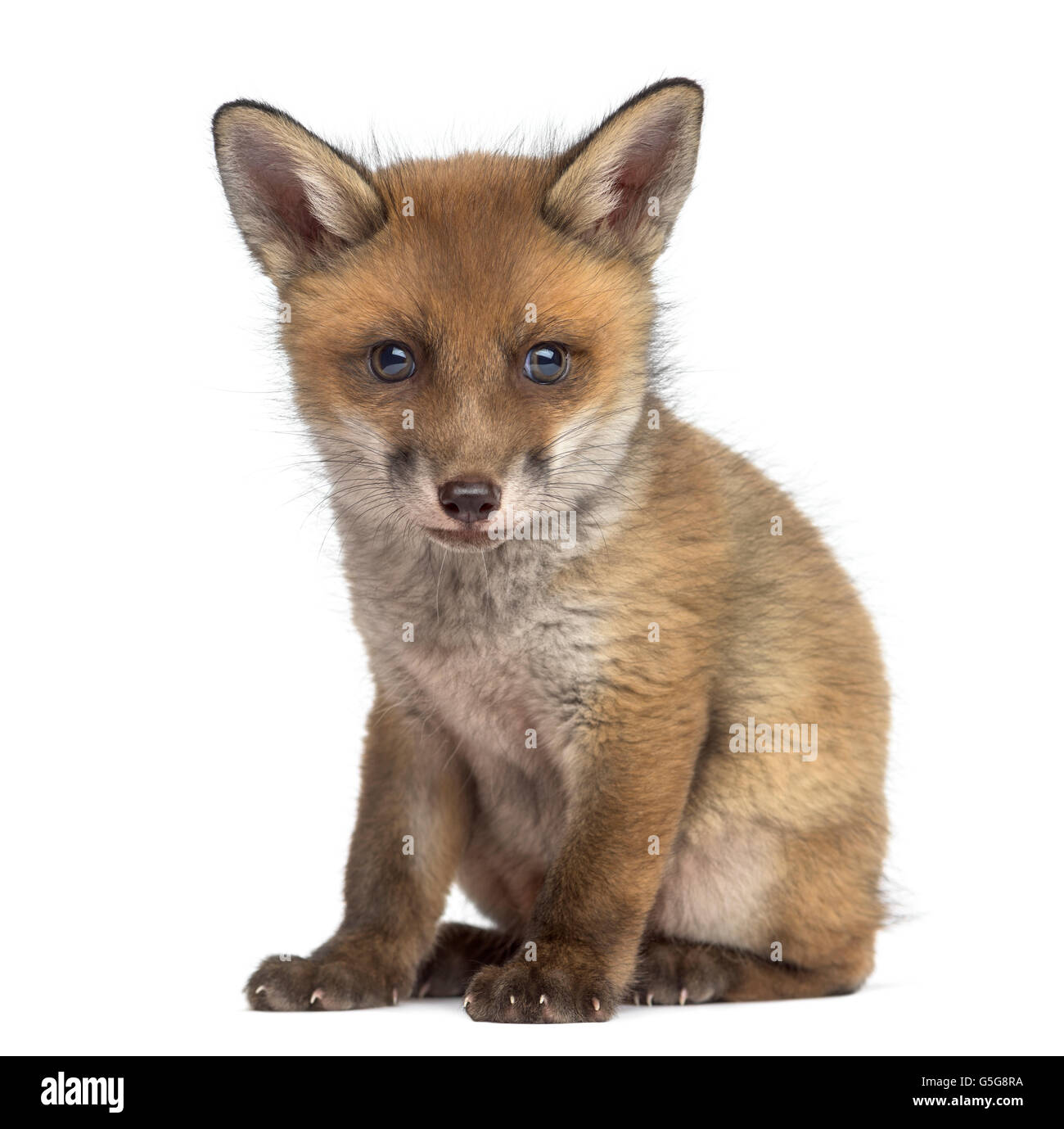 Fox cub (7 weeks old) sitting in front of a white background Stock ...