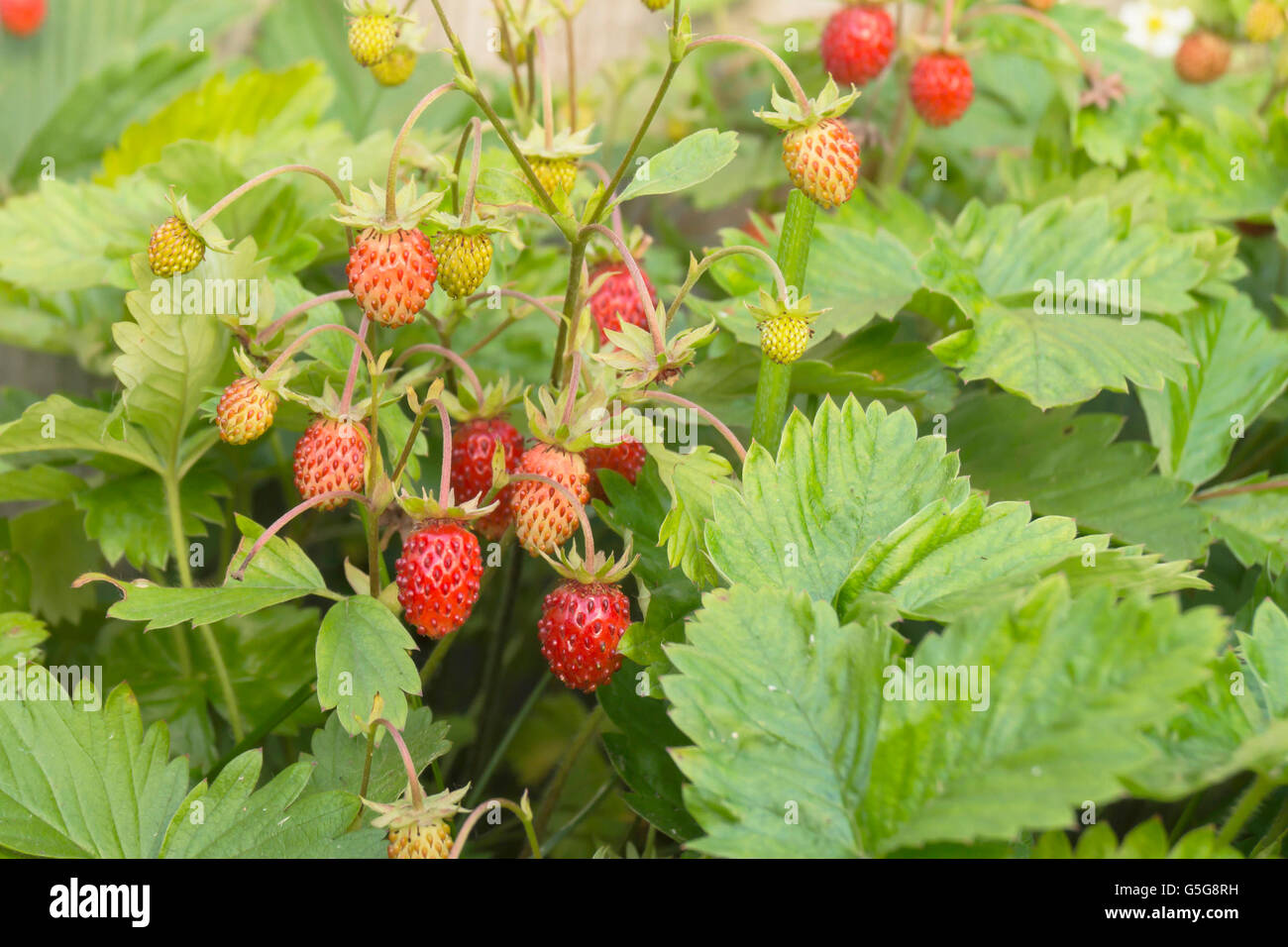Red and ripe strawberry grows on background green sheet Stock Photo - Alamy