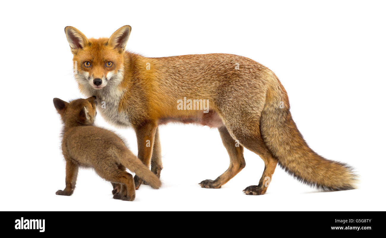 Mother fox with her cub (7 weeks old) in front of a white background ...