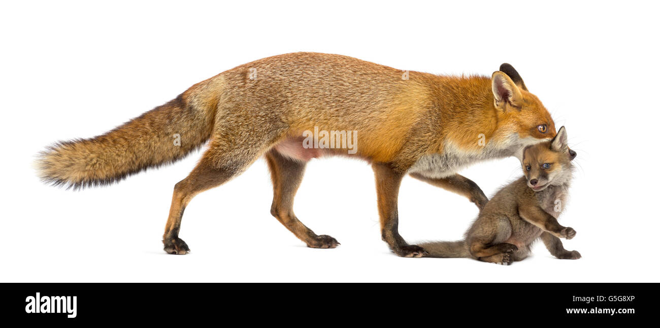 Mother fox carrying her cub (7 weeks old) in front of a white ...