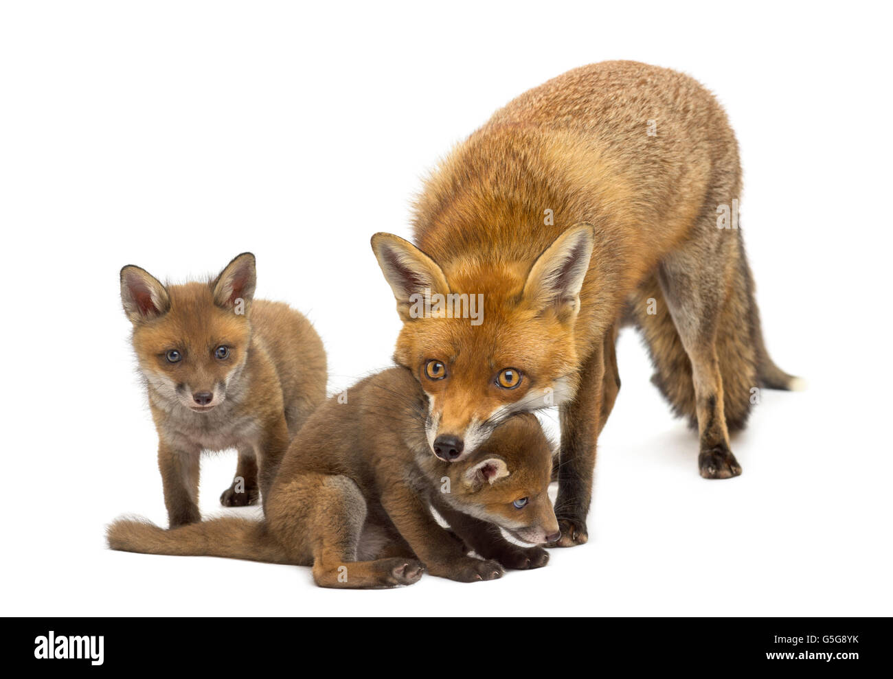 Mother fox with her cubs (7 weeks old) in front of a white background ...