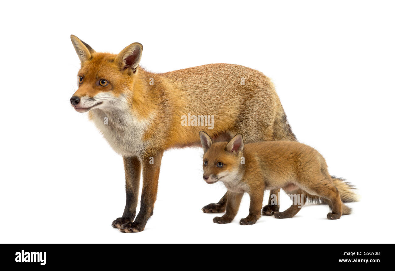 Mom fox hi-res stock photography and images - Alamy
