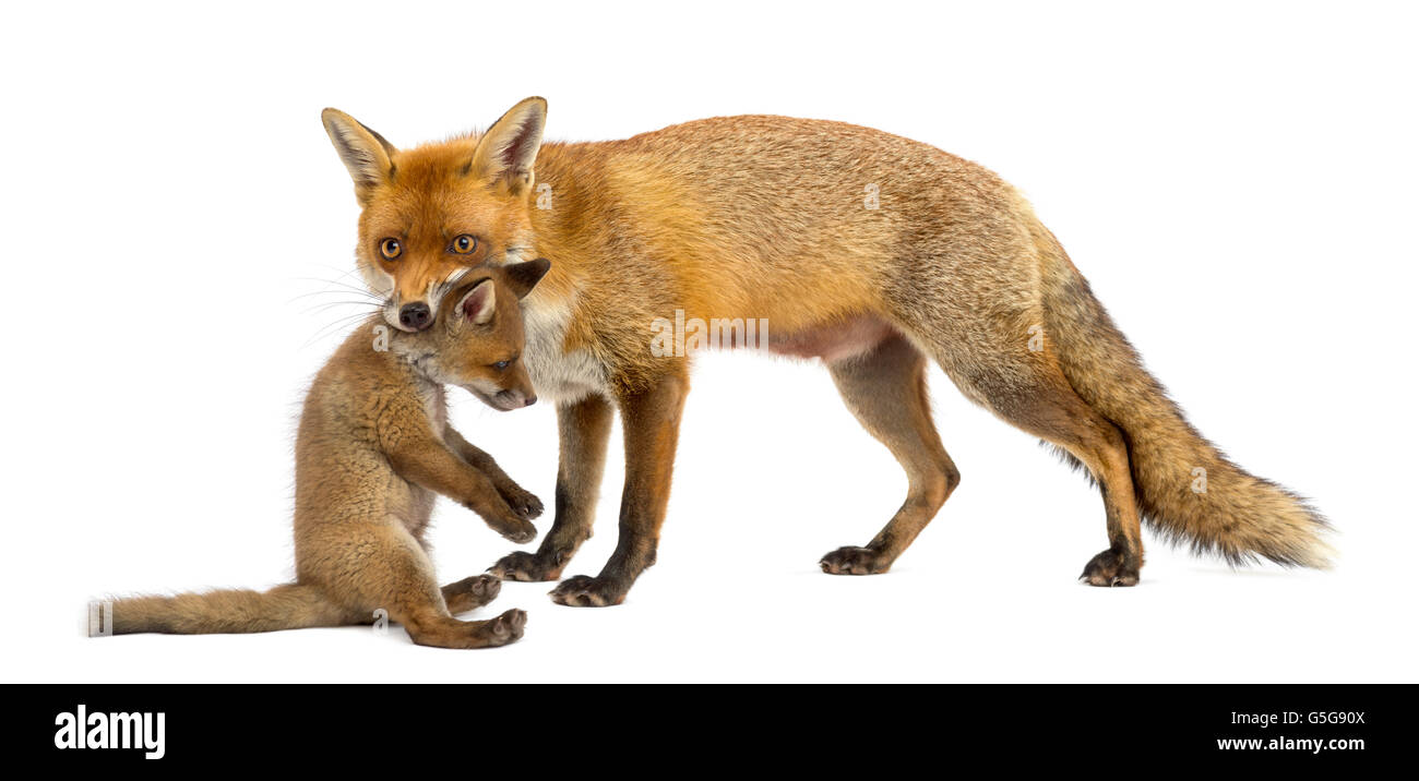 Mother fox carrying her cub (7 weeks old) in front of a white ...