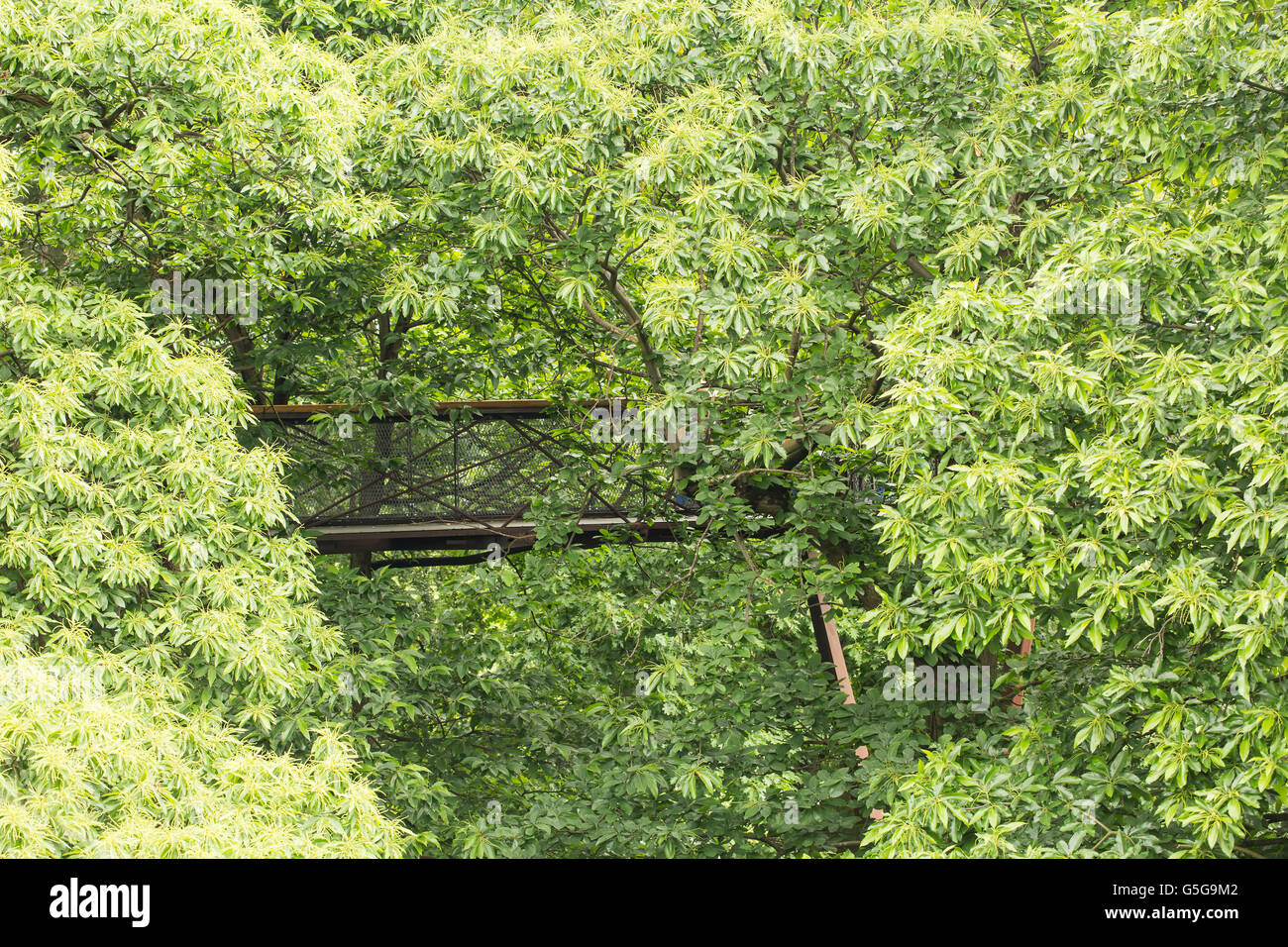 Canopy of tree tops hi-res stock photography and images - Alamy
