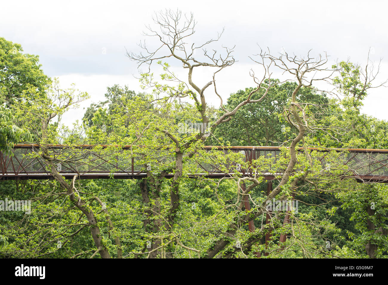 Canopy Walk. A public walk path has been built so that people can walk ...