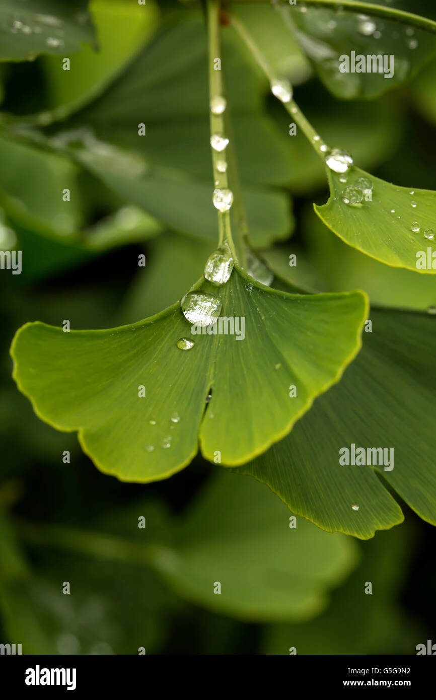 Gingko leaves hi-res stock photography and images - Alamy
