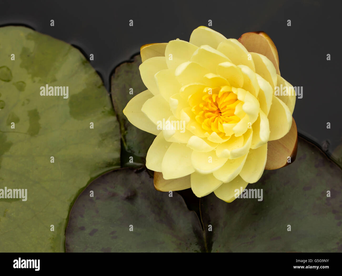 Yellow Water Lily. Water lilys are exquisite in their design and colour ...