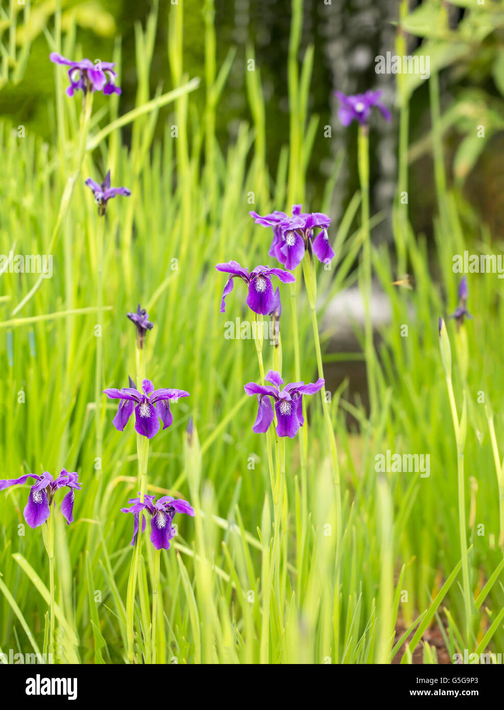 Purple Irises. A small showing of puple Irises in a a background of ...