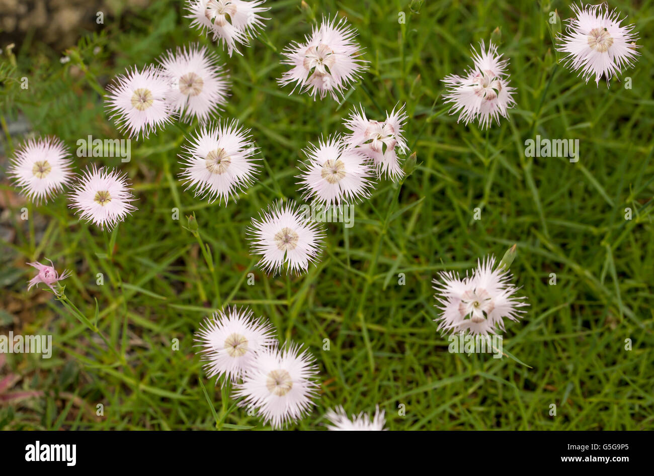 Myriad flowers hi-res stock photography and images - Alamy