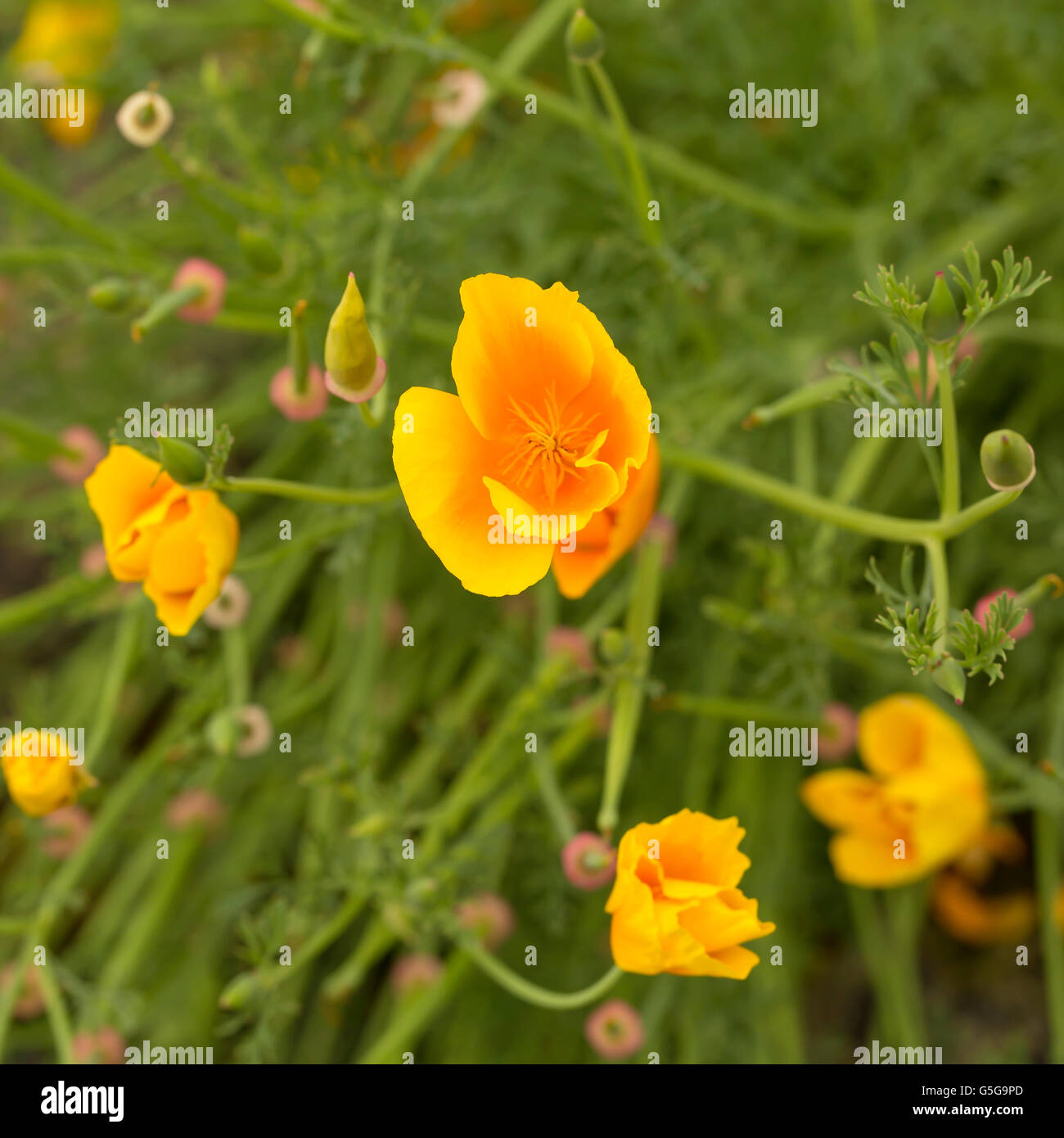 Small Orange Poppy. An orange Californian Poppy sits out of a tangle of ...