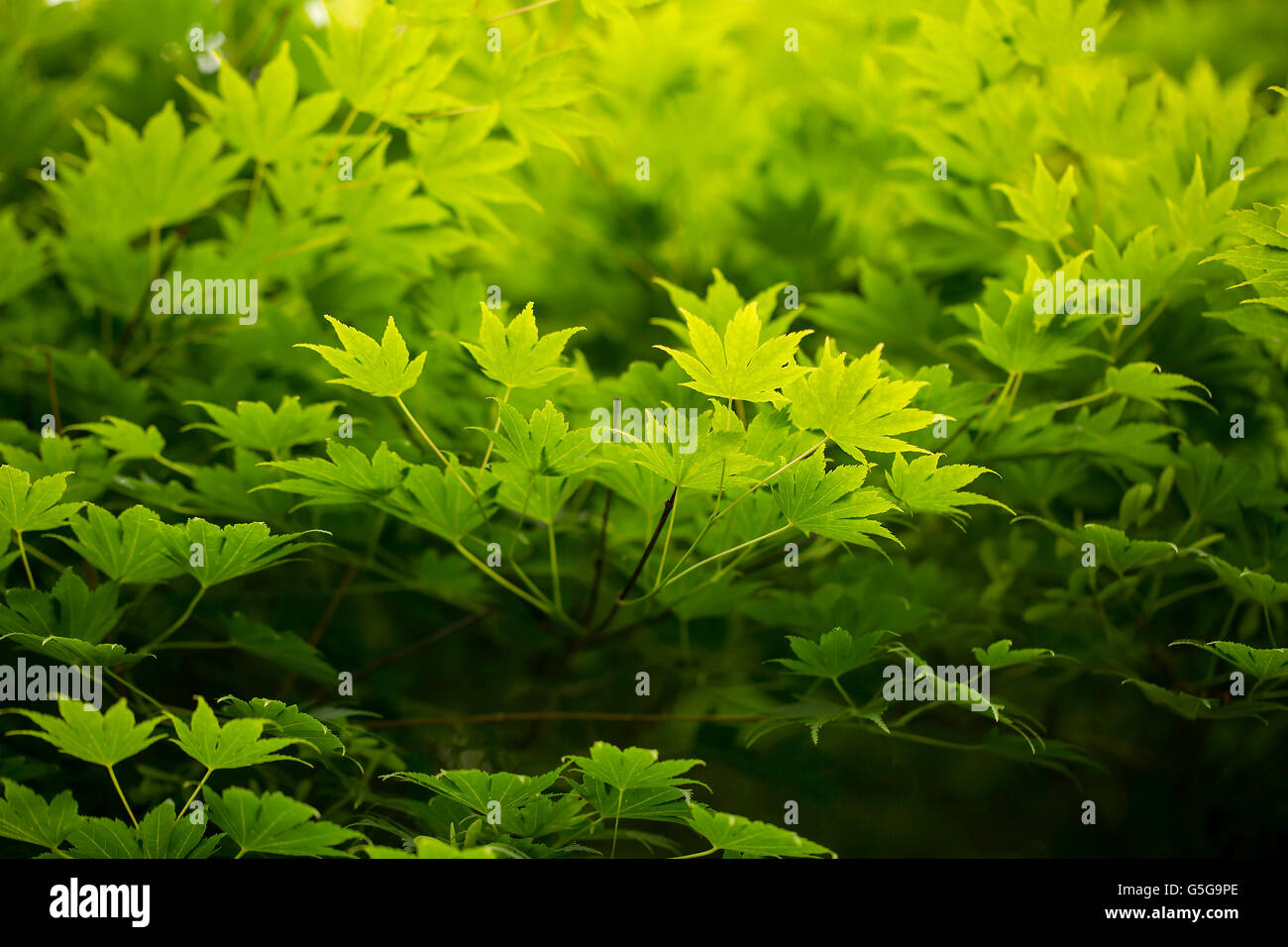 Ornamental Japanese Maple. An ornamental Japanese Maple tree in summer ...
