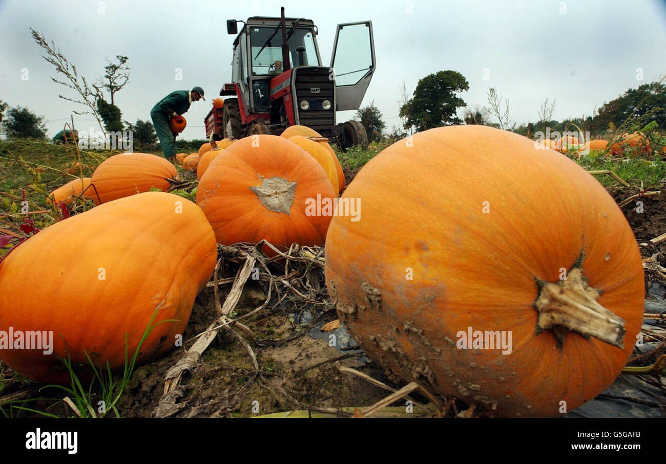 Tulleys farm hi-res stock photography and images - Alamy