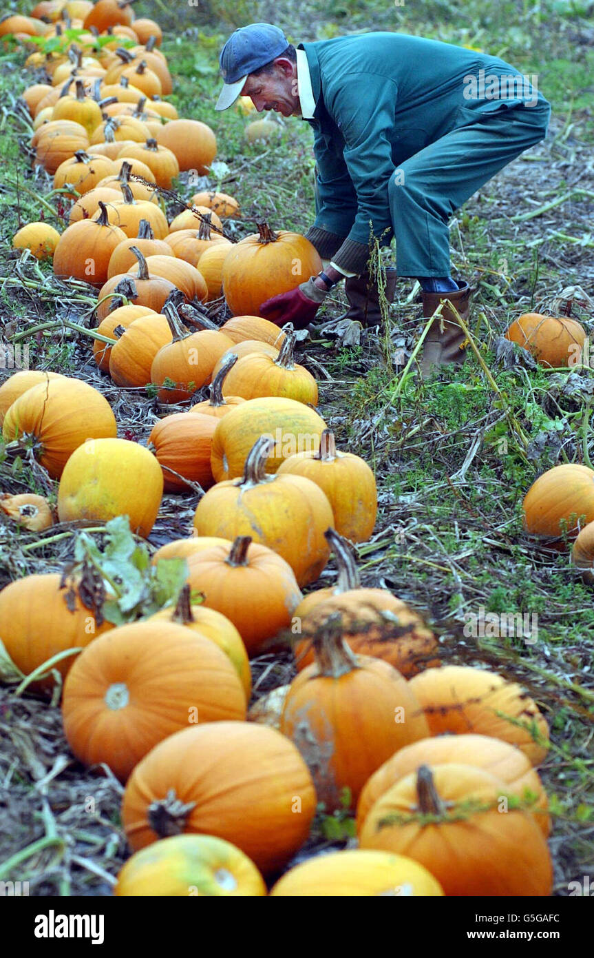 Tulley's farm pumpkin hi-res stock photography and images - Alamy
