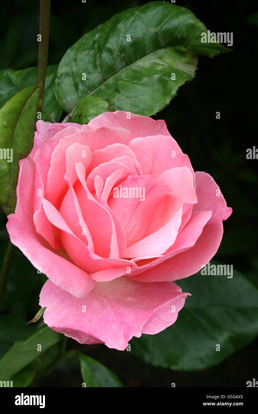 Rose Petals in Pink Stock Photo - Alamy
