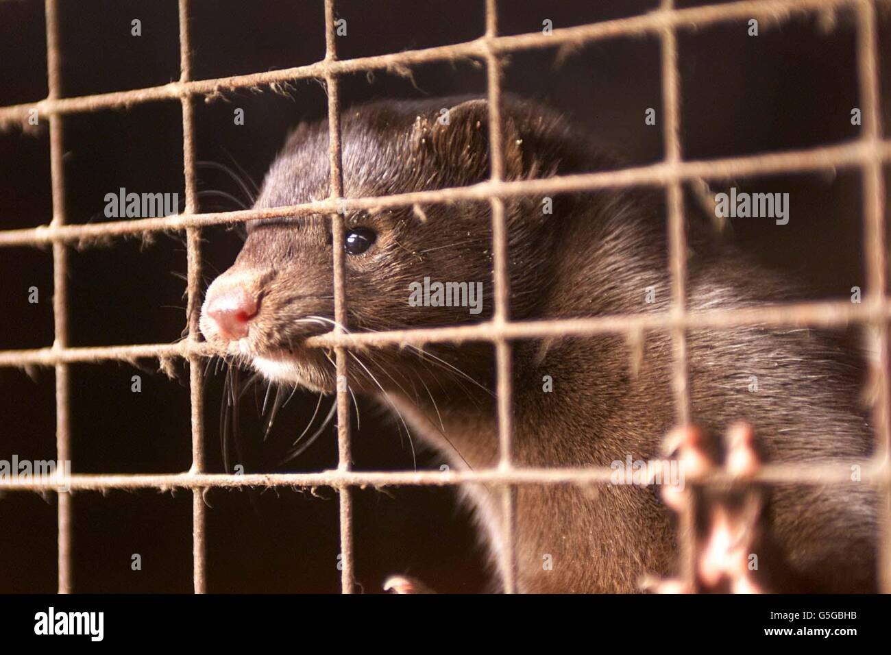 Minks cage hi-res stock photography and images - Alamy