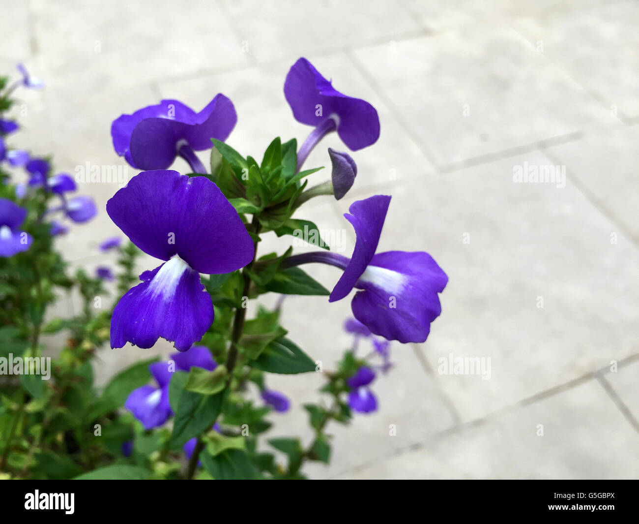 Close up of purple flowers blooming Stock Photo - Alamy